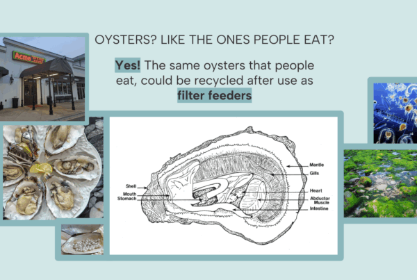 Portfolio Prep at Ringling College | Art Portfolio Examples